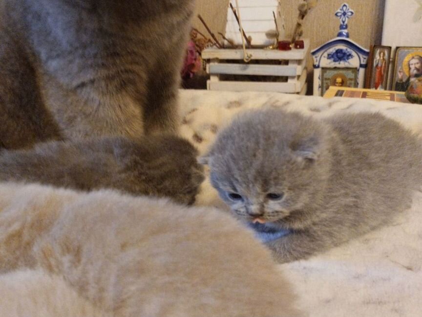 Британские котята. Плюшевый подарок на Новый Год)