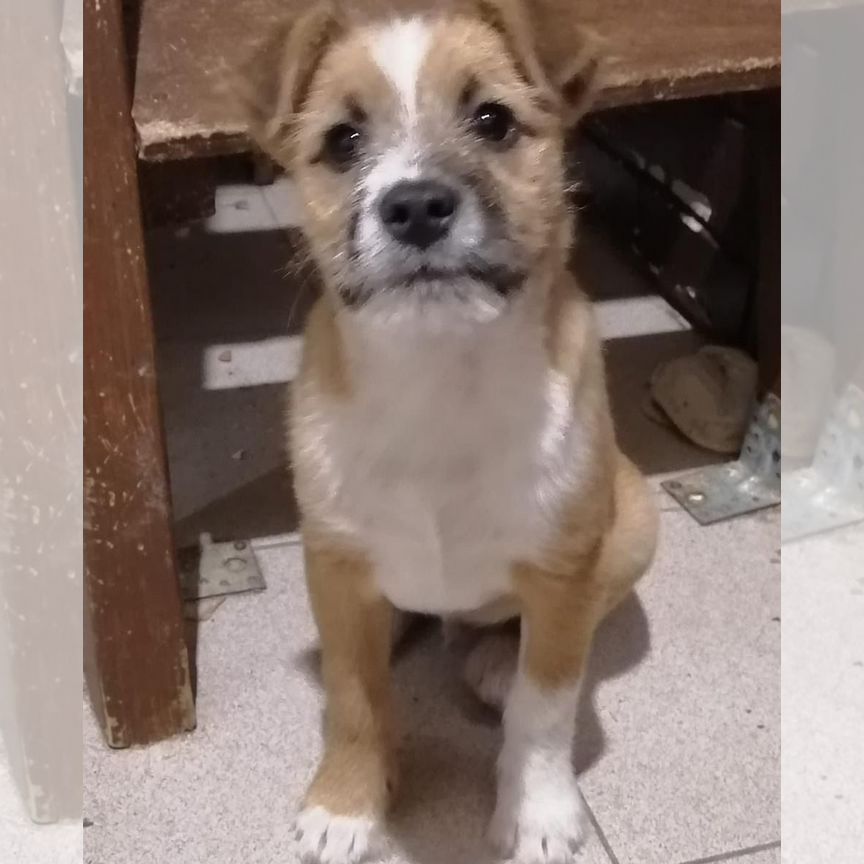 Щенок в добрые руки