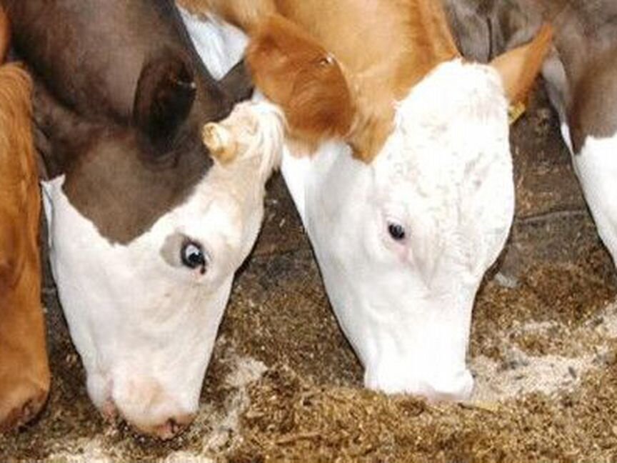 Комбикорм для откорма крс