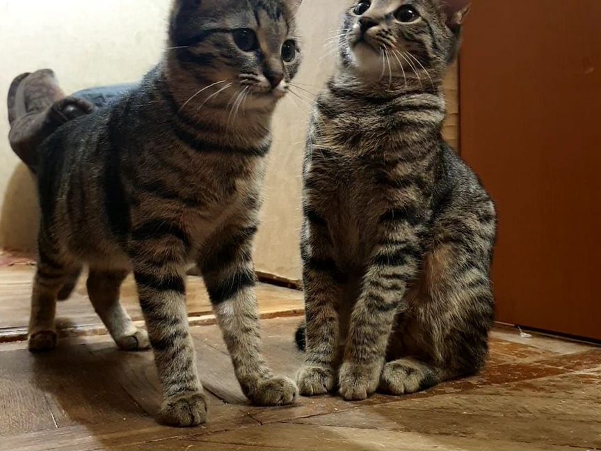 Котята Мишелька и Джимми