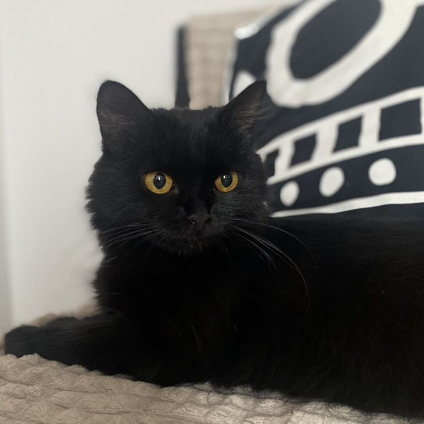 Взрослая кошка в добрые руки