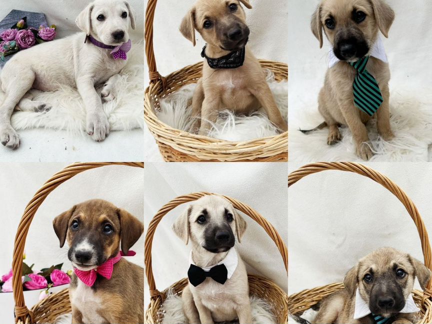 Щенок в добрые руки