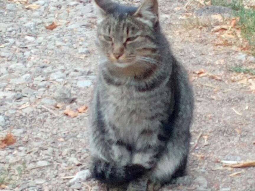 Кошки на улице