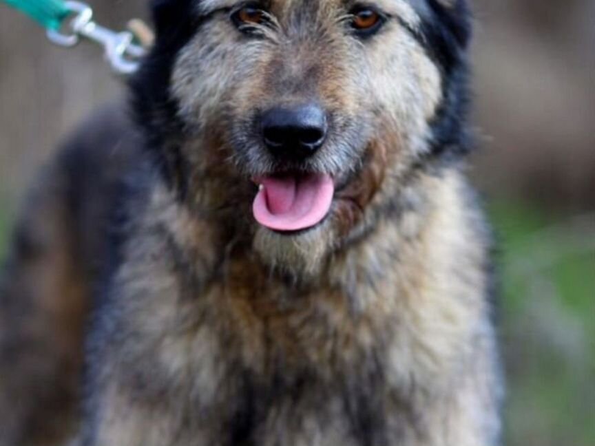 Бородатая собака в добрые руки отдам бесплатно