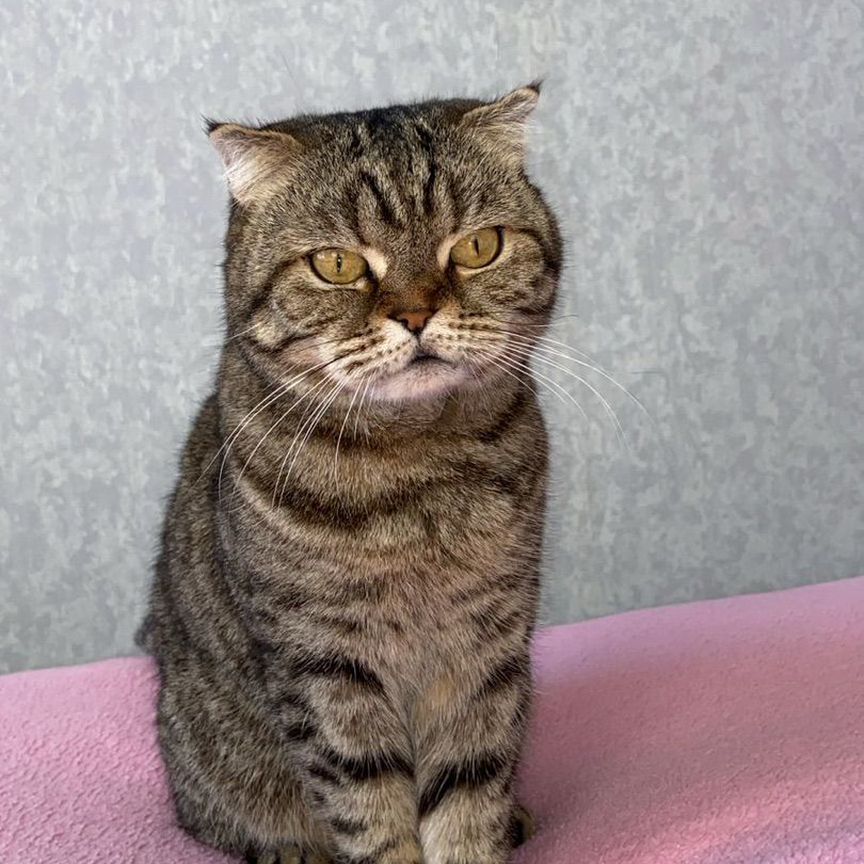 Кошечка в добрые и заботливый руки