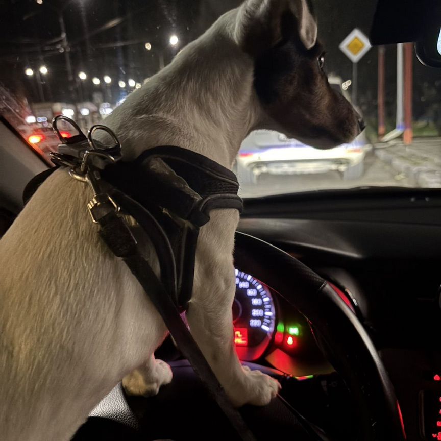 Джек рассел в добрые руки