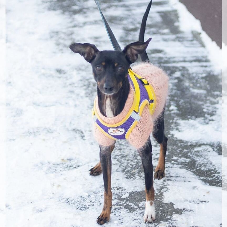 Взрослая собака в добрые руки