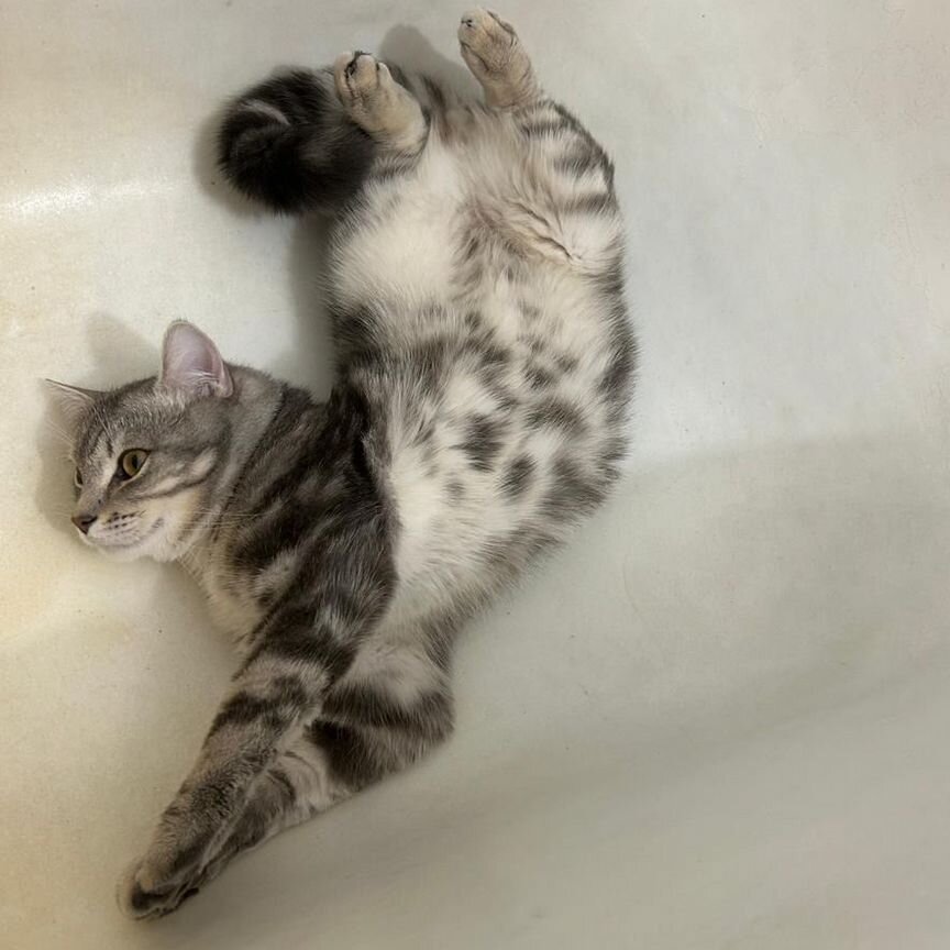Котик в добрые руки