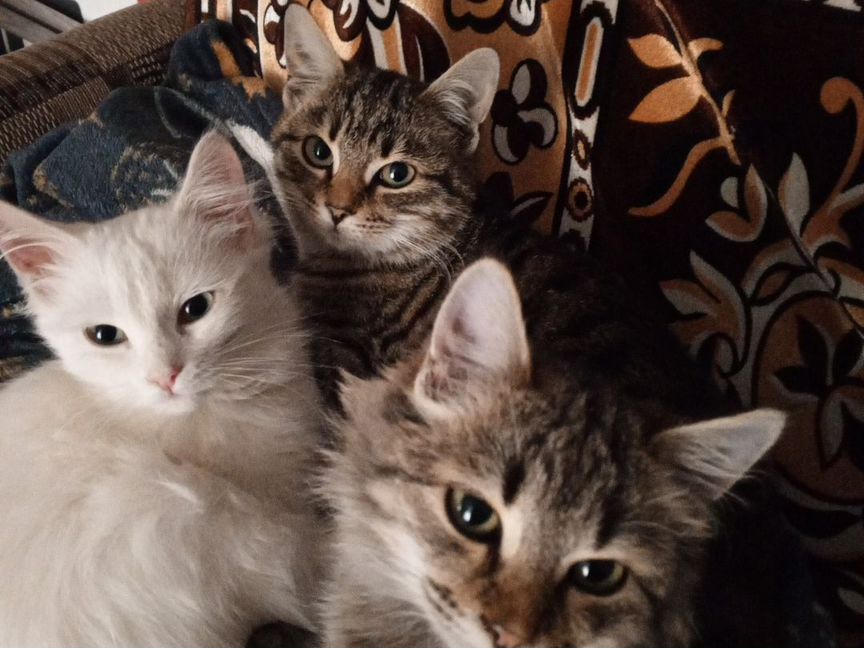 Котята в добрые руки 2 кота и кошка