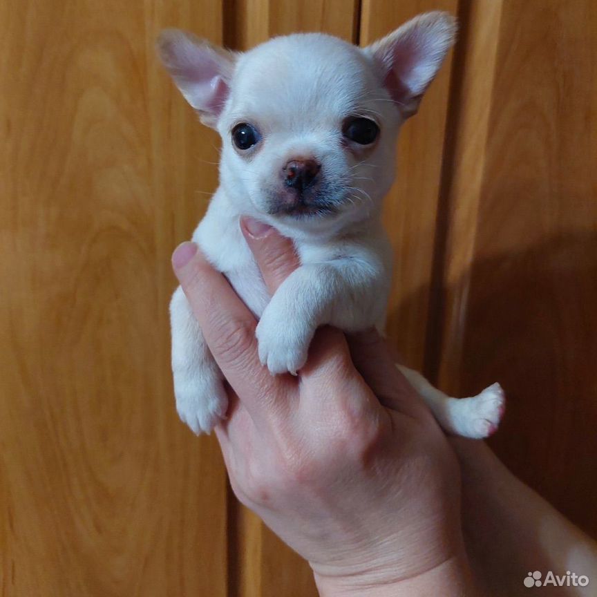 Чихуахуа щенки