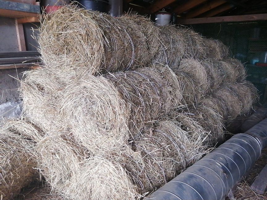 Сено сеянное