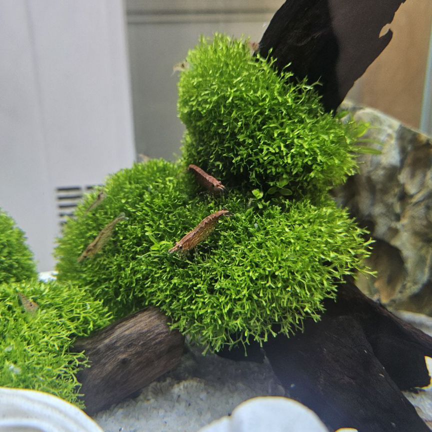 Креветки вишня