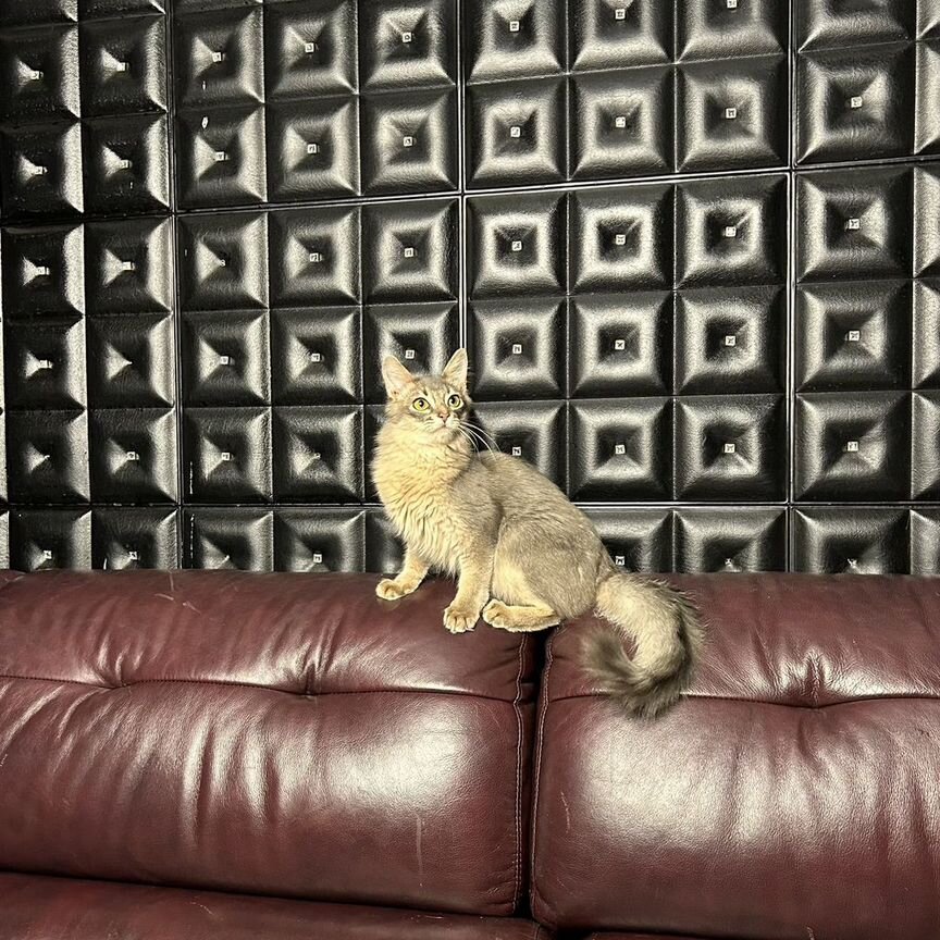 Котенок сомали