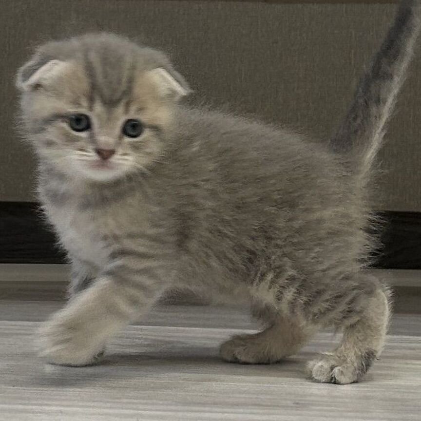 Шотландские котята