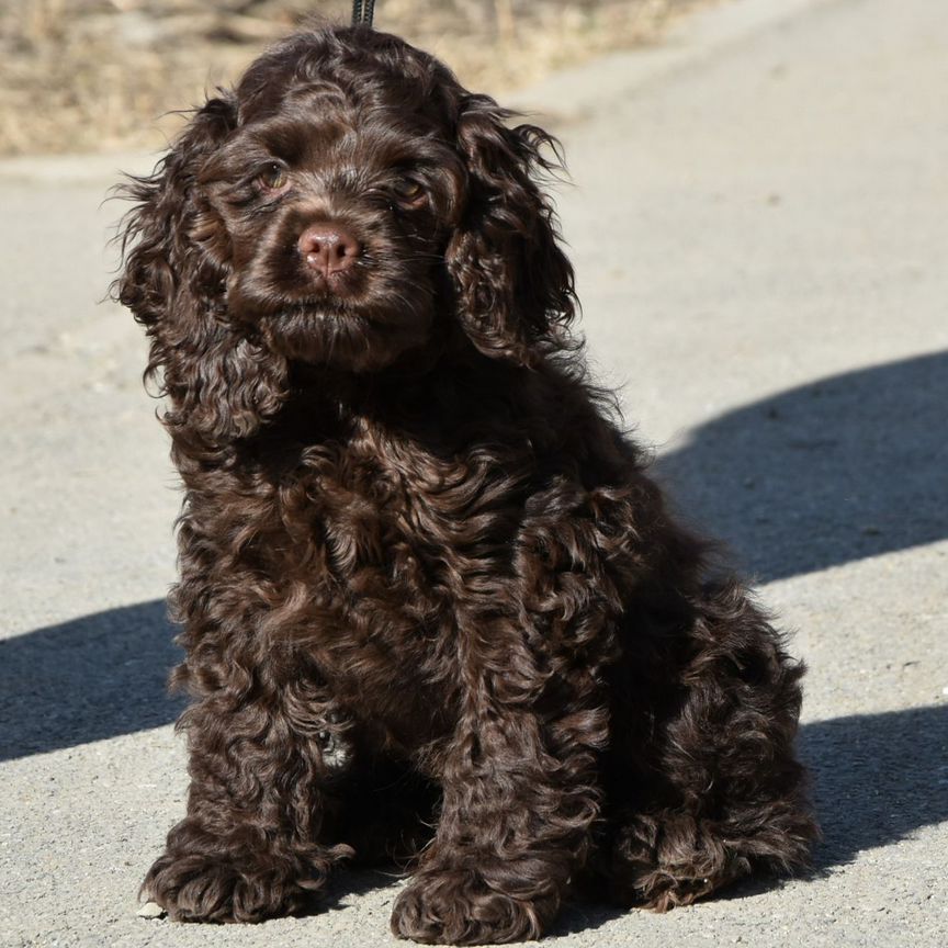 Шоколадный кокер мальчик