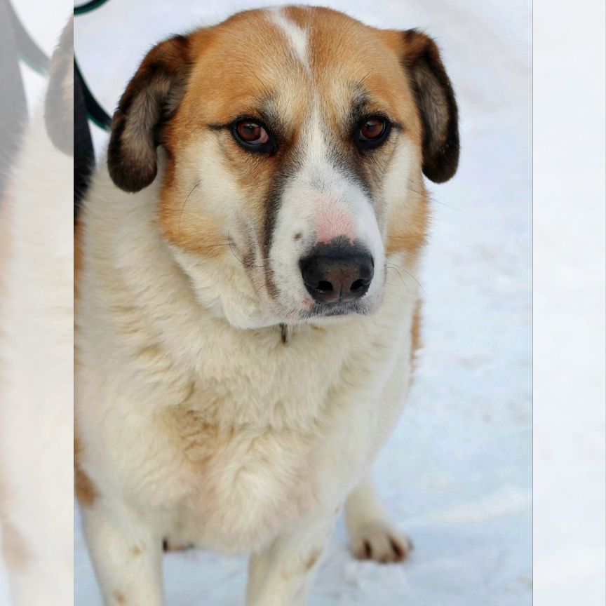 Взрослая собака в добрые руки