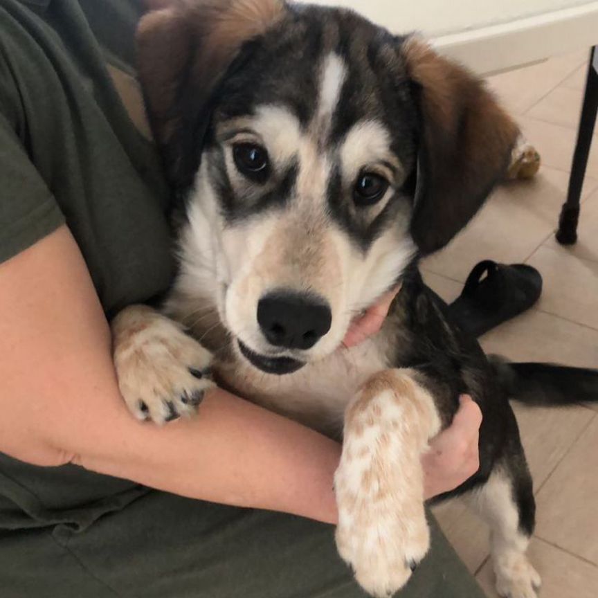 Отдам собаку в добрые руки