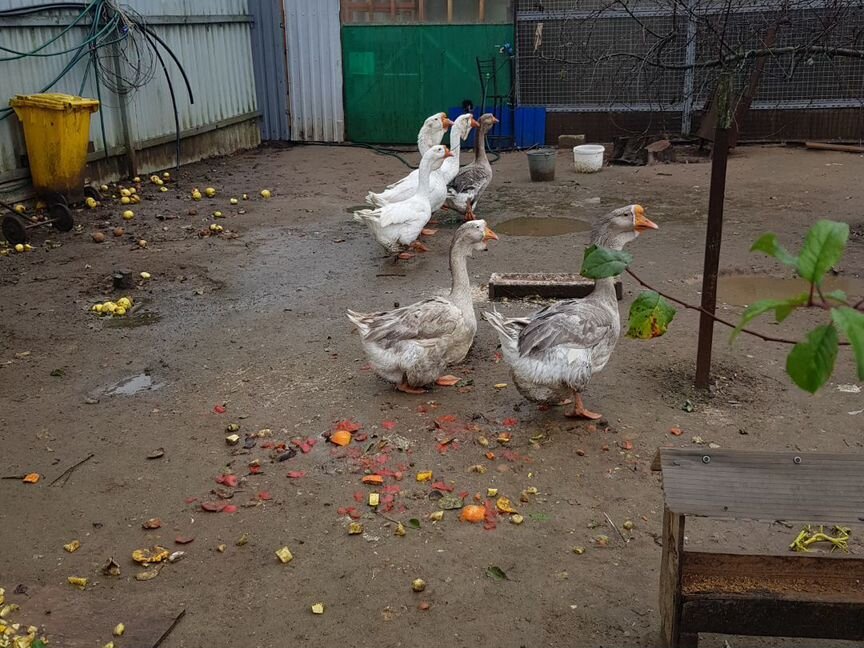 Гуси холмогоры