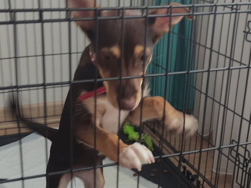 Той-терьер (помесь с пинчером)