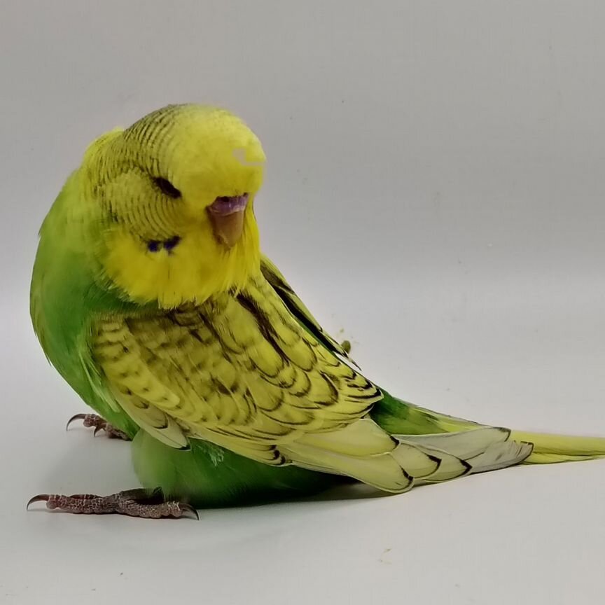 Волнистый попугай чех