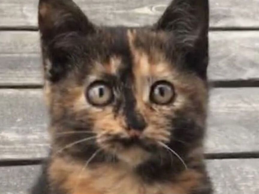 Котята с добрые руки