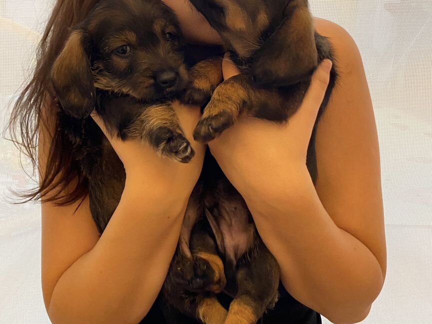 Щенок в добрые руки