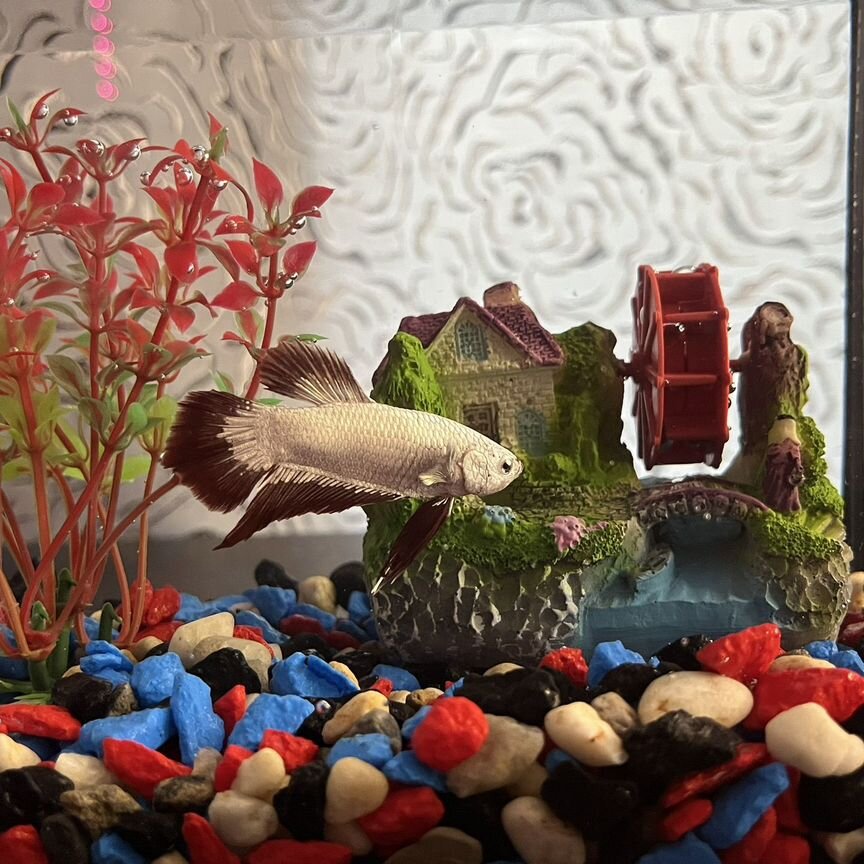 Рыбка петушок