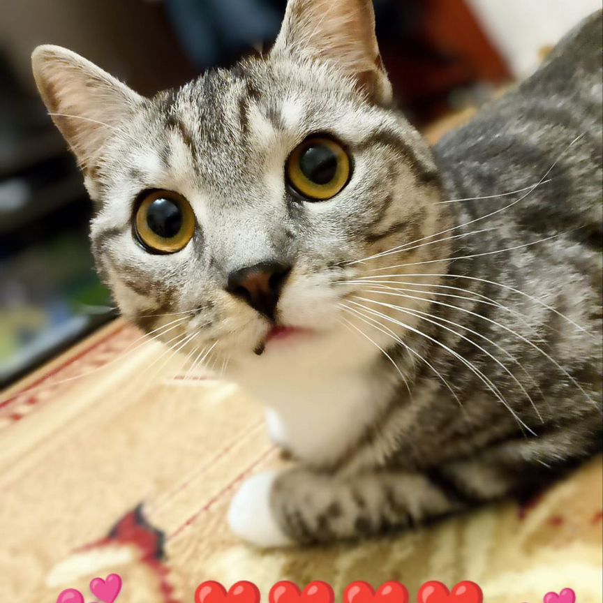 Котенок в добрые руки