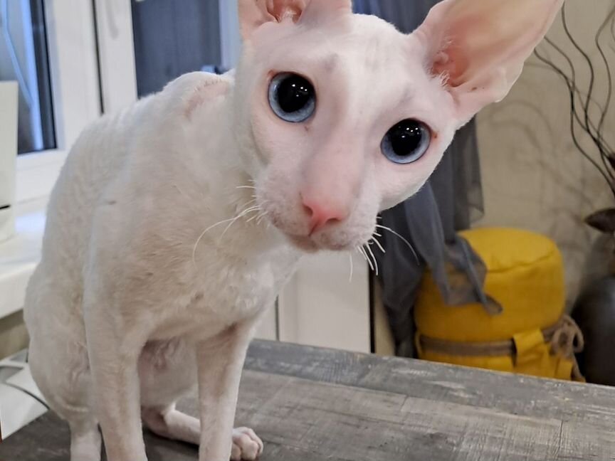 Котята корниш-рекс
