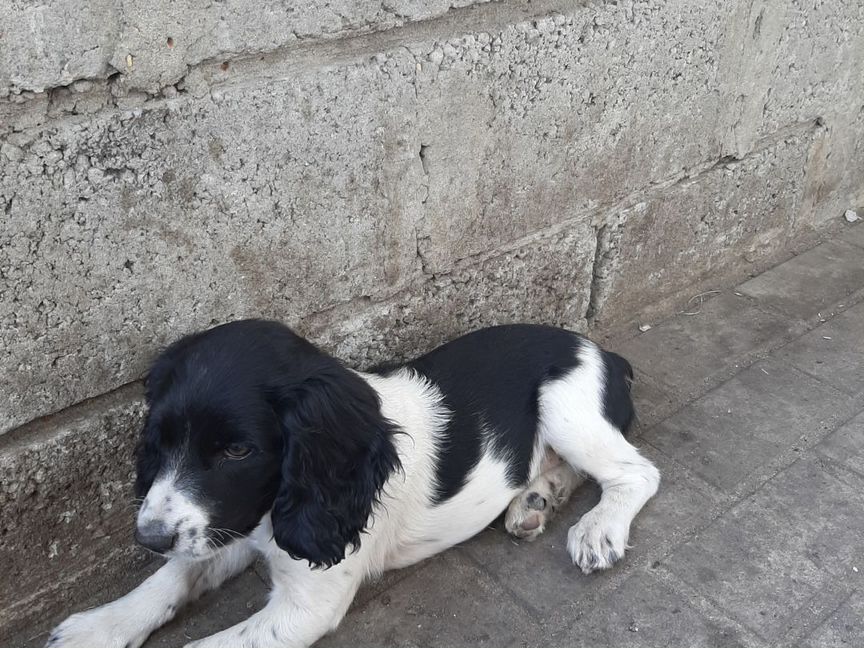 Русский спаниель