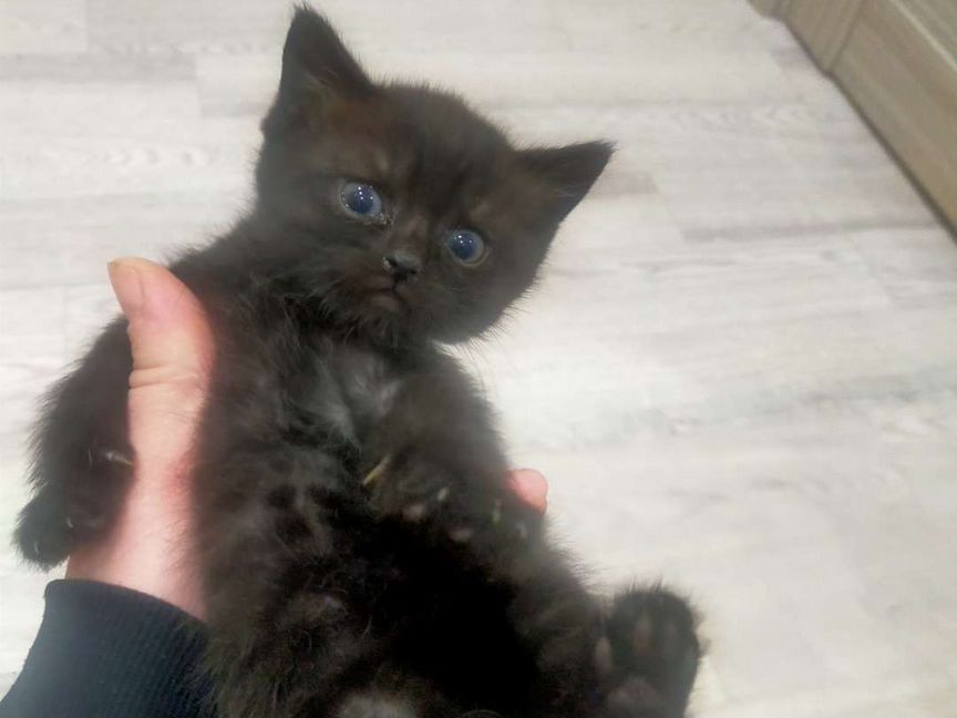 Котёнок в добрые руки мальчик