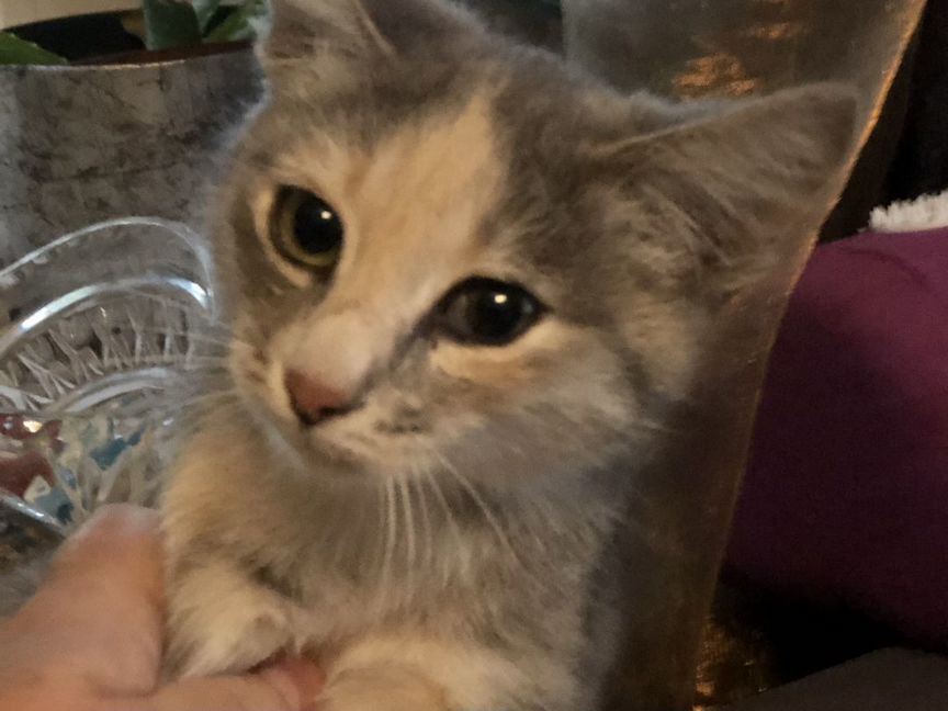 Кошечка Зухра