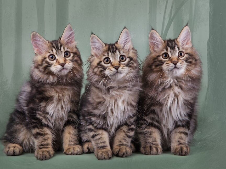Котики курильский бобтейл