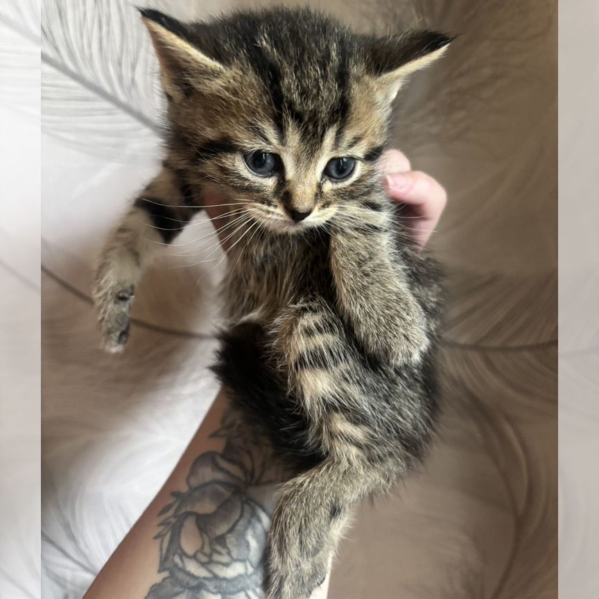 Котёнок в добрые руки