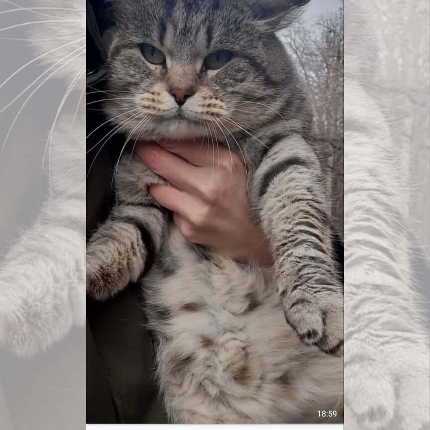 Взрослый кот в добрые руки