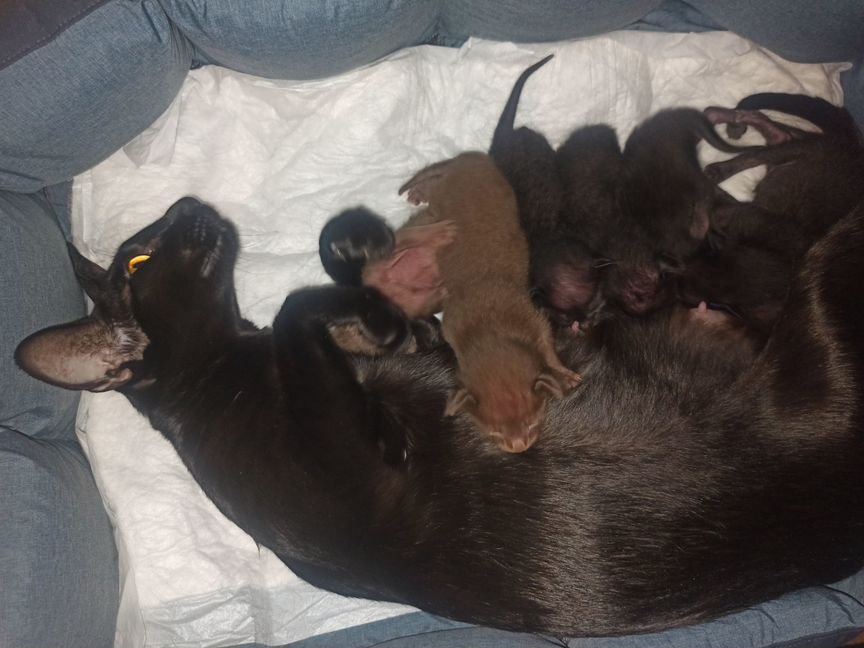 Ориентальные котята