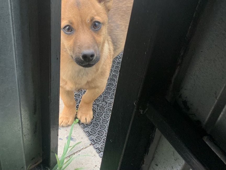 Отдадим в добырые руки