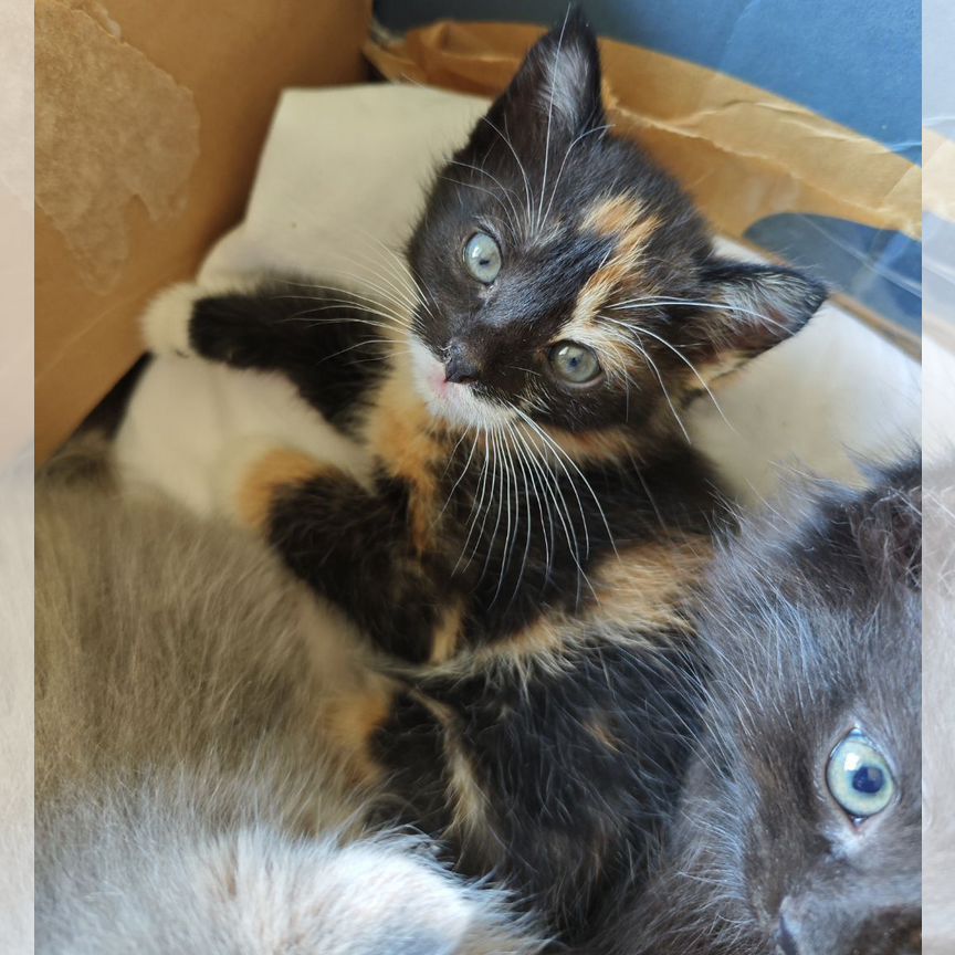Котёнок в добрые руки