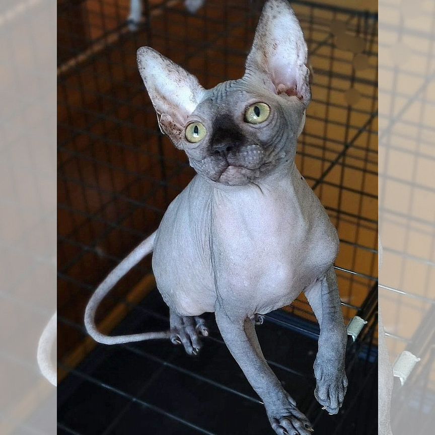 Канадский сфинкс котёнок