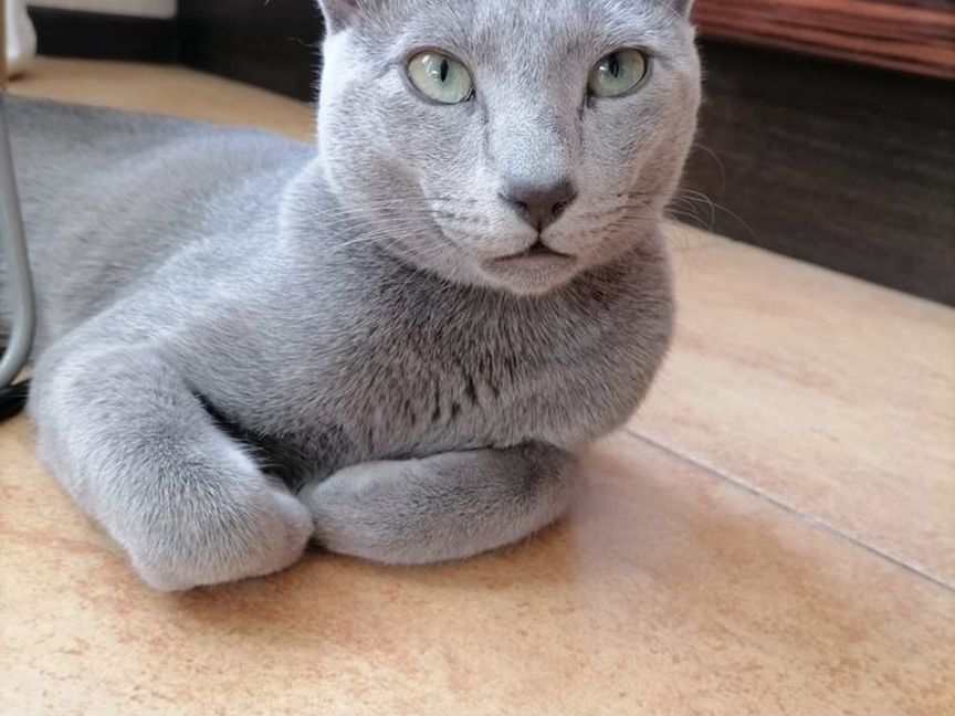 Кот для вязки русская голубая