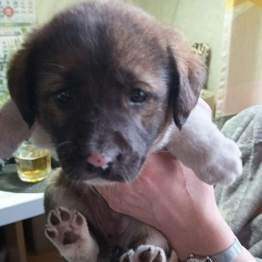 Лабрадор-ретривер, щенок