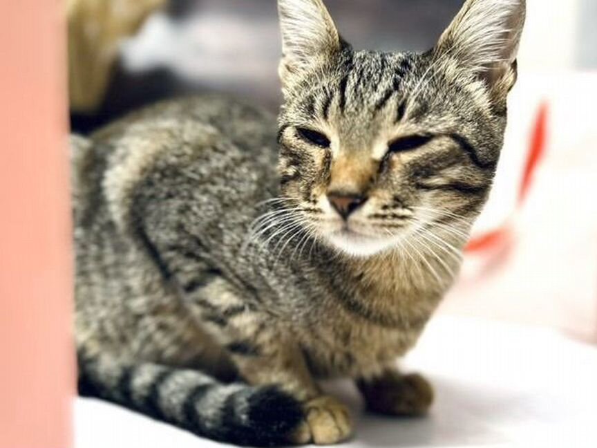 Sos Котята необычной породы в беде