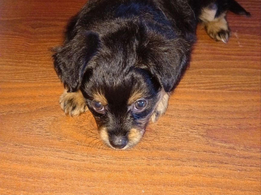 Щенок породистый