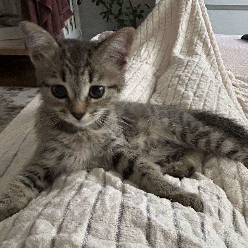 Отдам котенка в добрые руки