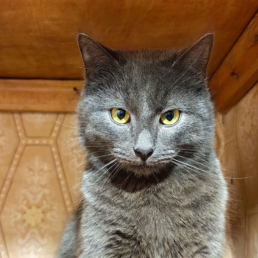 Кот в добрые руки