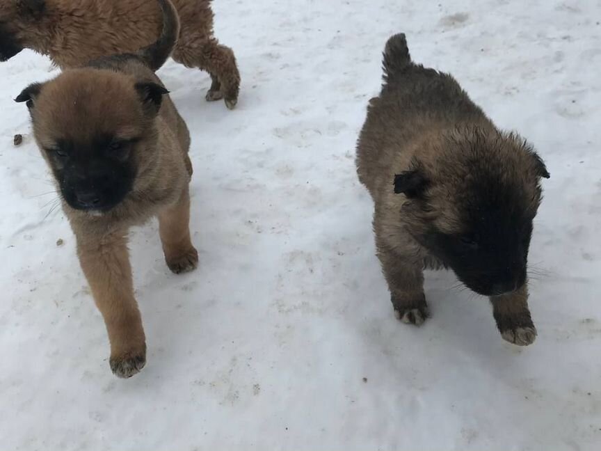 Щенки немецкой овчарки в добрые руки