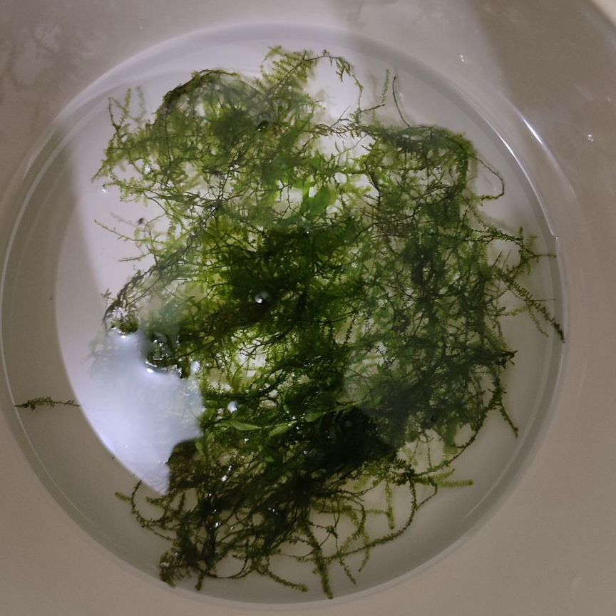 Мох для аквариума