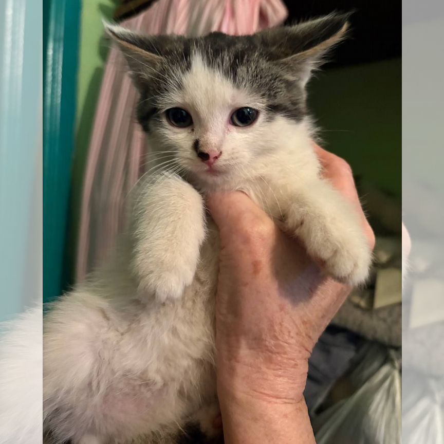 Котёнок в добрые руки