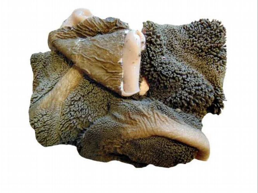 Мясо для собак