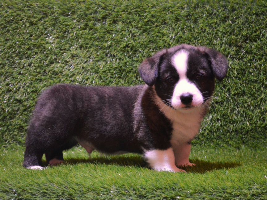 Щенок Вельш корги кардиган(тигровый мальчик)